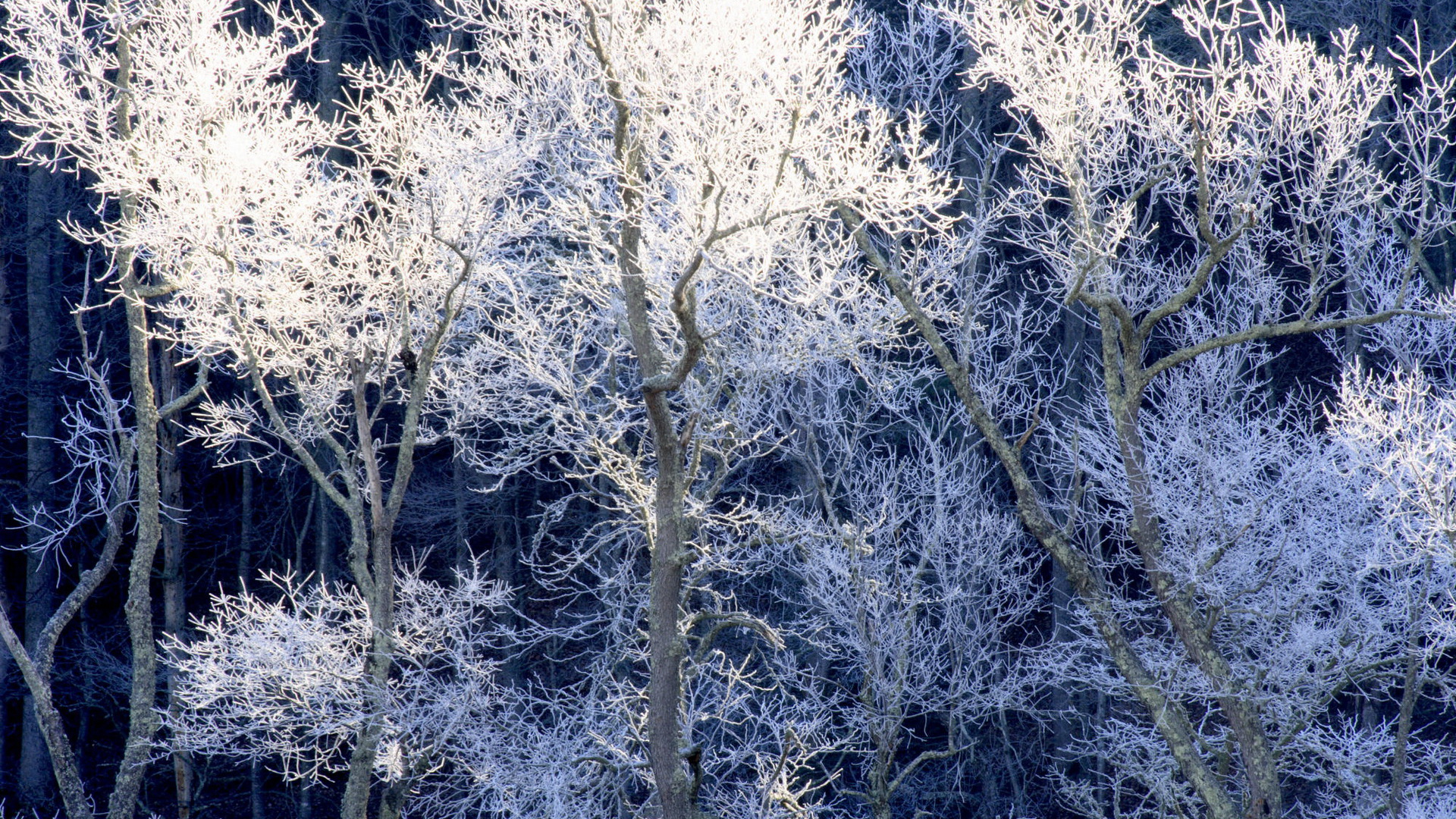 HOARFROST TREES – Haznos